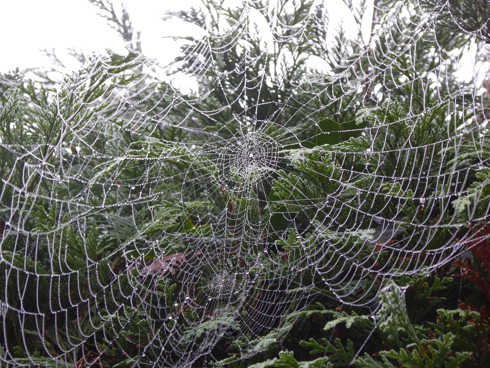 The web weavers - Wild Heritage