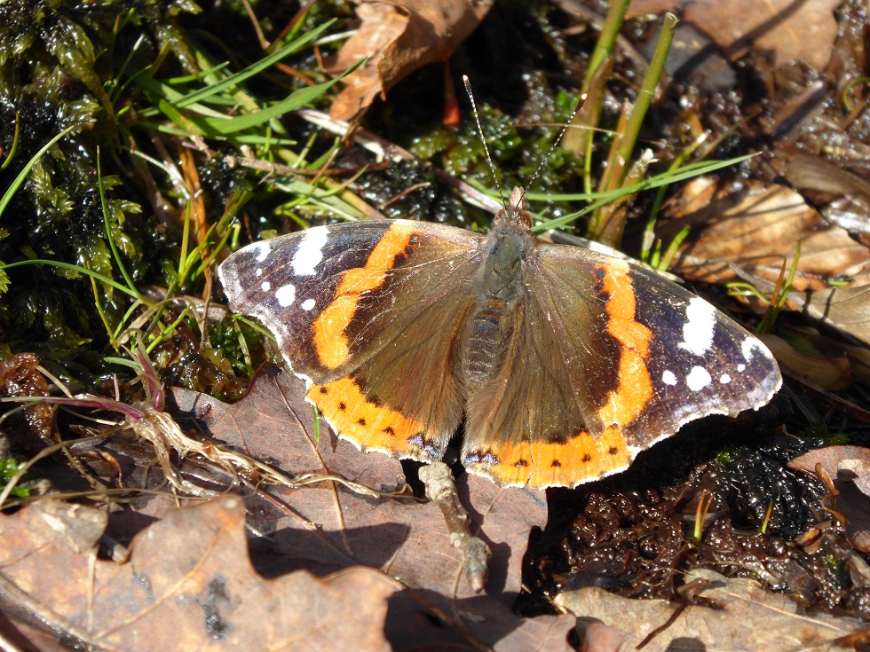 Surviving the seasons in stages - Wild Heritage