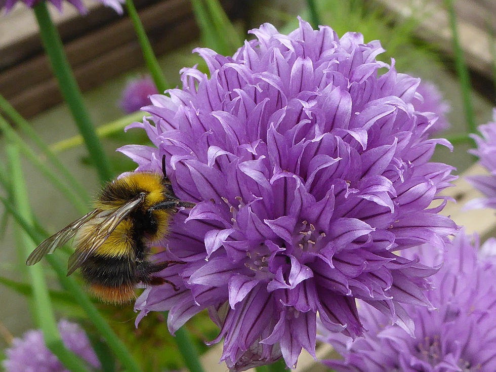 It’s easy-beezy to learn about and help bees! - Wild Heritage